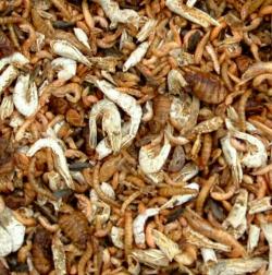 Natuurvoeding Mix - 10 ltr. - Pino Koi - Vijver producten, Koi en Steur.