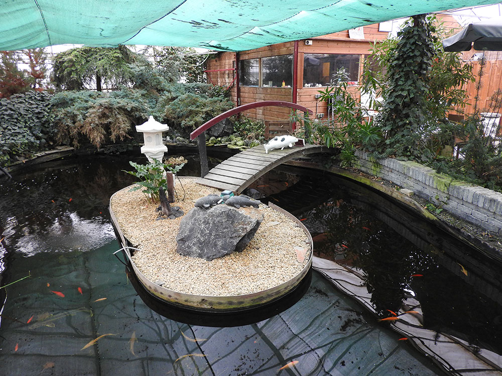 Home - Pino Koi - Vijver producten, Koi en Steur.