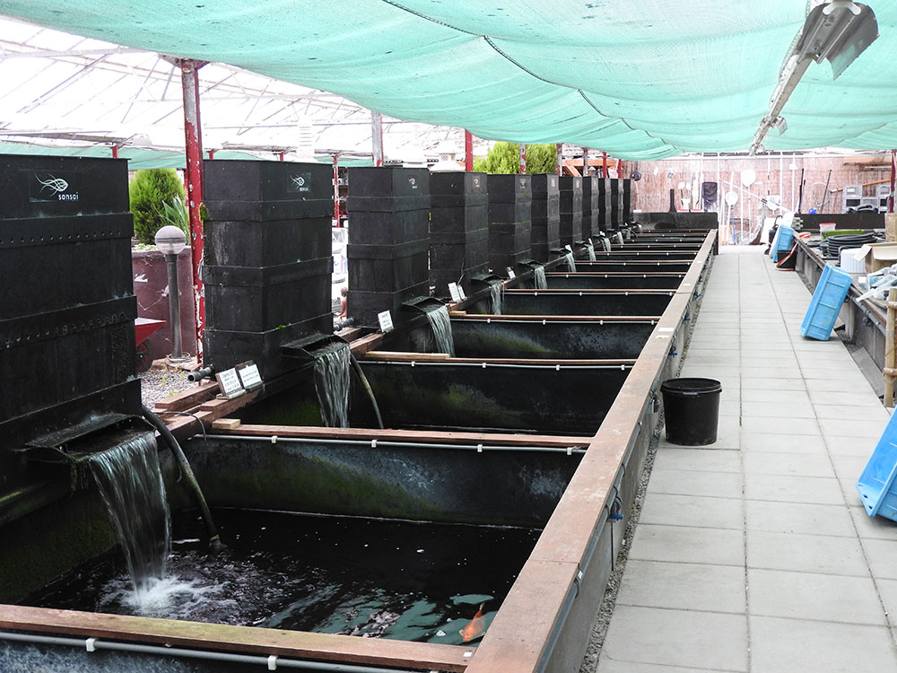 Home - Pino Koi - Vijver producten, Koi en Steur.